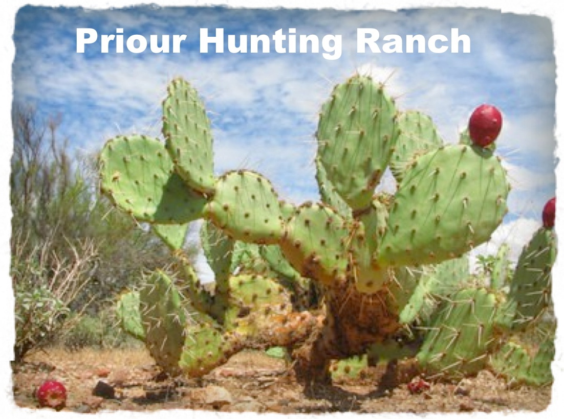 Whitetail Hunts – Welcome to The Priour Hunting Ranch