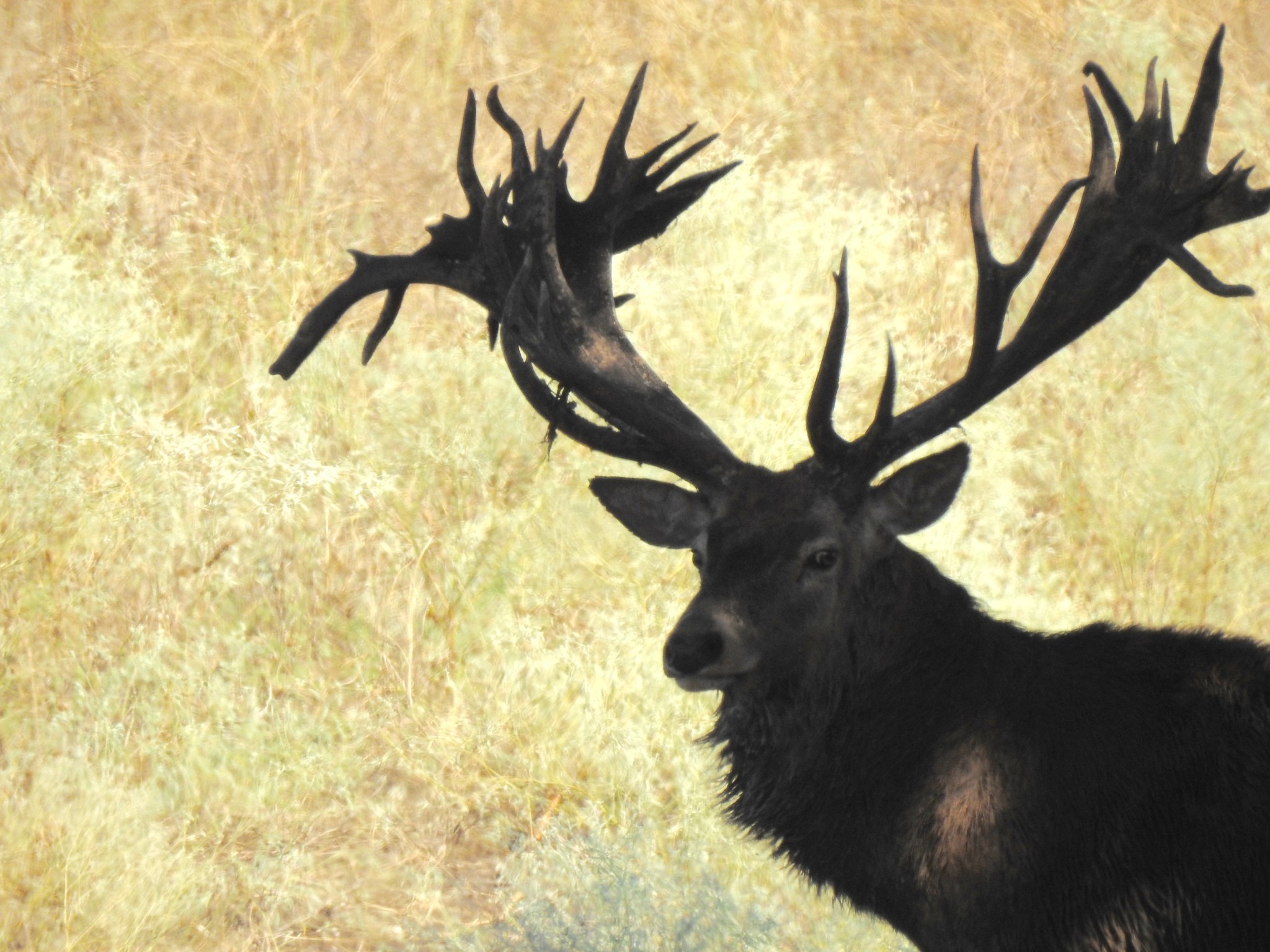 Welcome to The Priour Hunting Ranch – Hunting the Hill Country in Texas