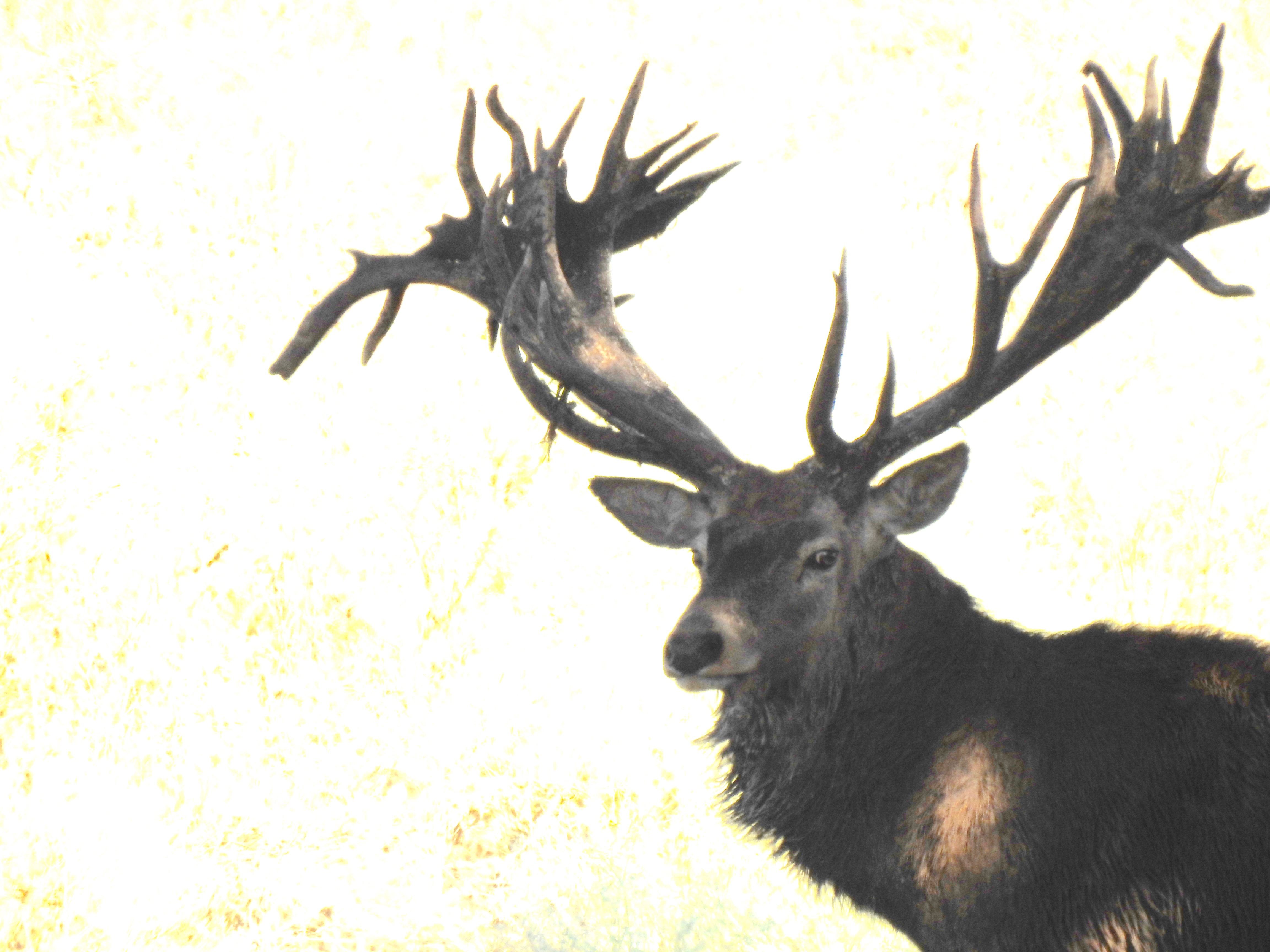 Red Stag Hunts – Welcome to The Priour Hunting Ranch
