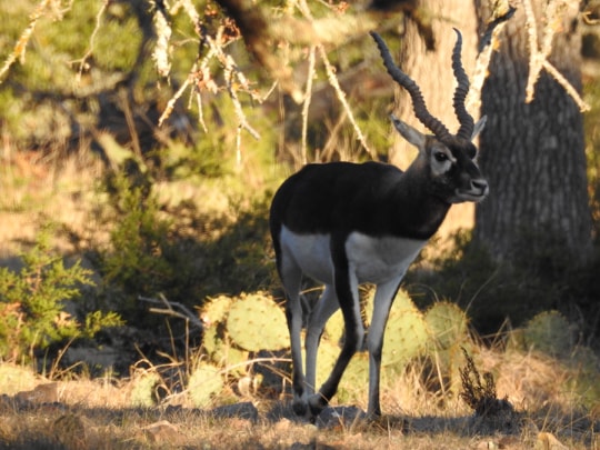 About Us- We had a vision – Welcome to The Priour Hunting Ranch