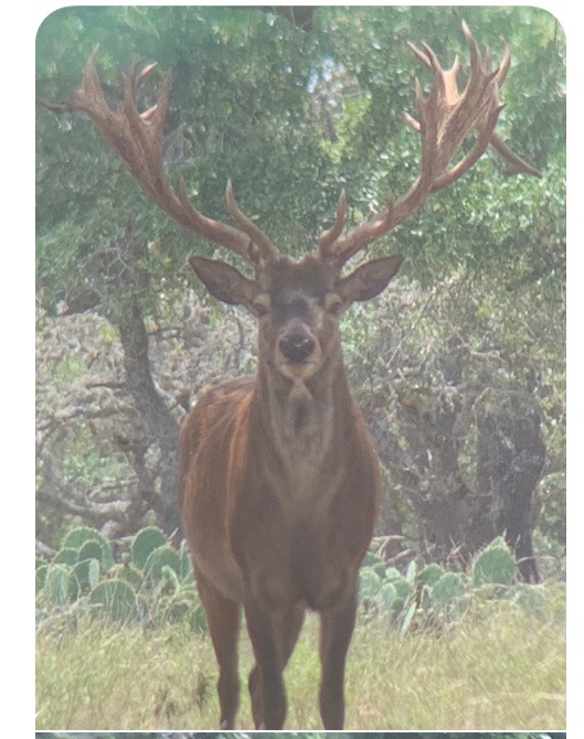 Red Stag Hunts – Welcome to The Priour Hunting Ranch