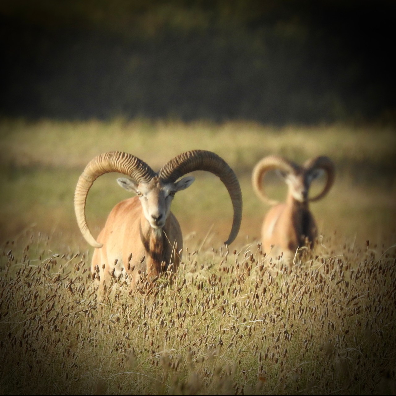 Hunting Information – Welcome to The Priour Hunting Ranch