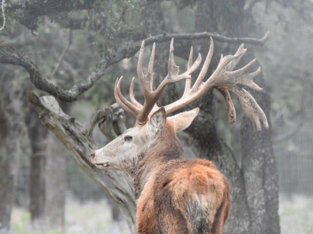 Red Stag Hunts – Welcome to The Priour Hunting Ranch
