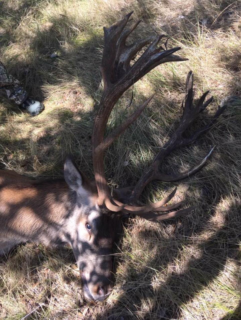 Red Stag Hunts – Welcome to The Priour Hunting Ranch