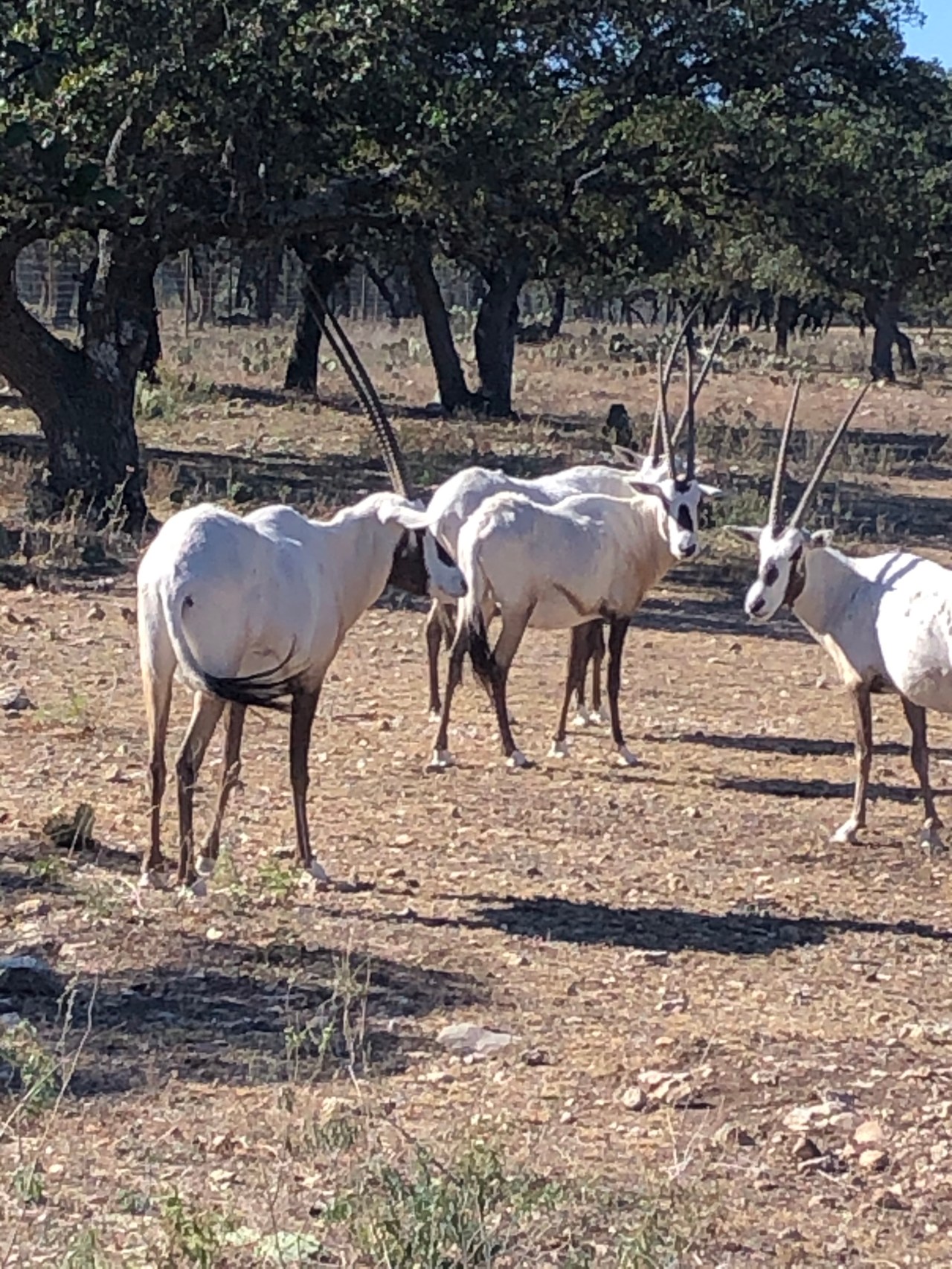 Hunts Available – Welcome to The Priour Hunting Ranch