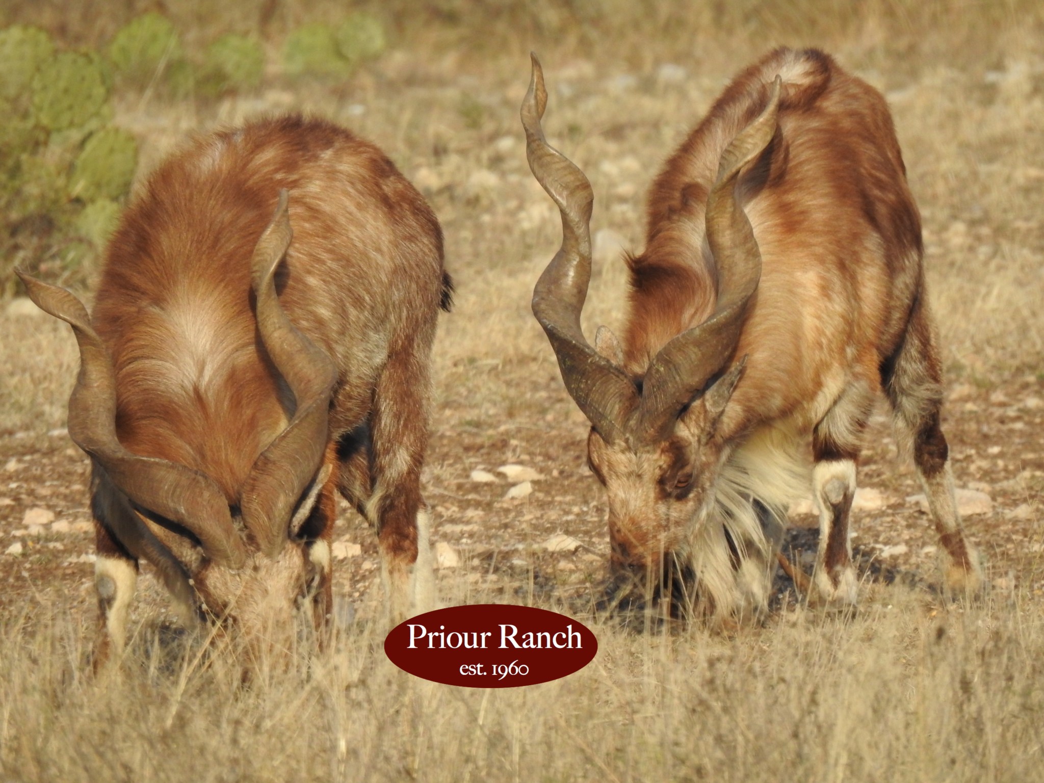 Hunts Available – Welcome to The Priour Hunting Ranch