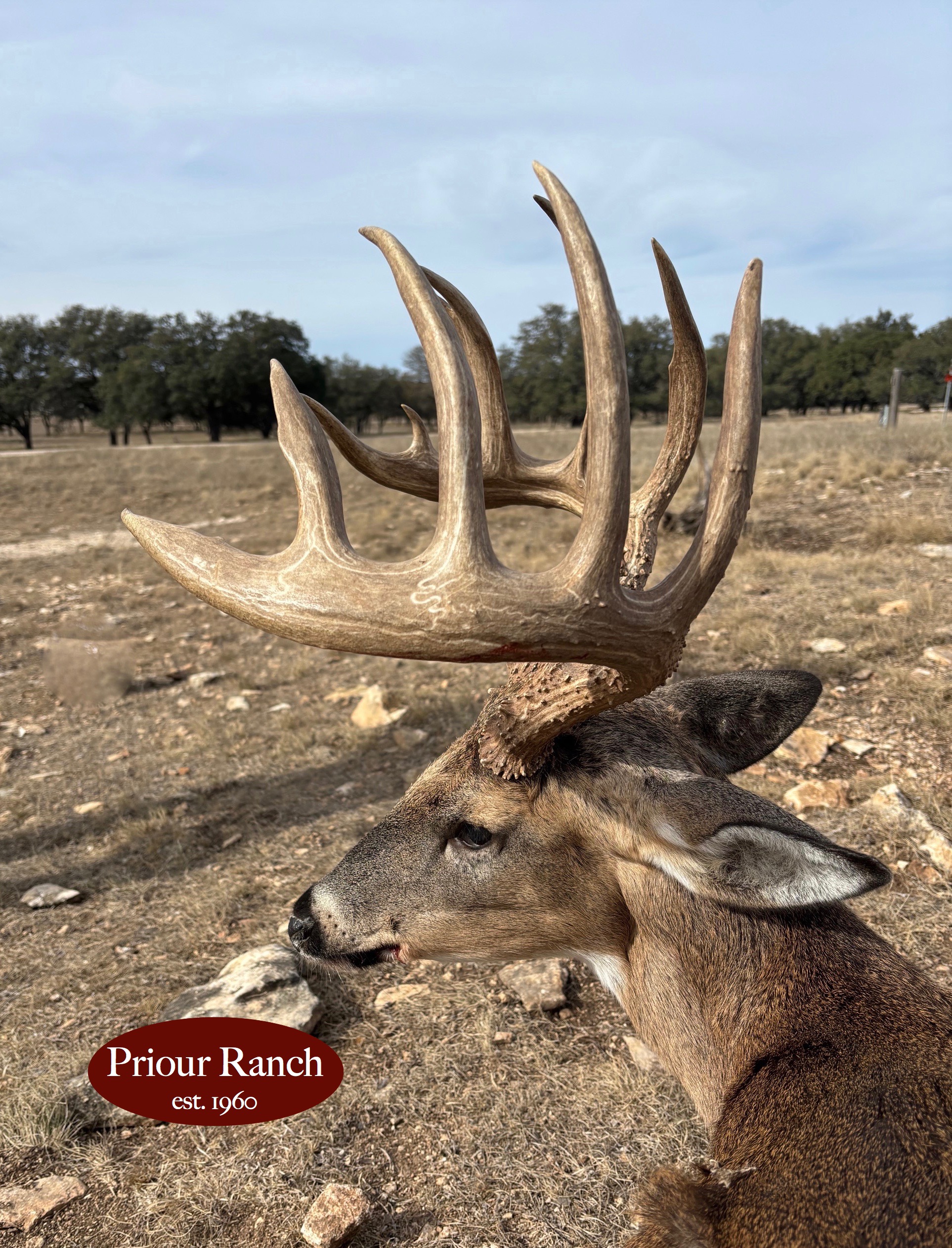 Whitetail Hunts – Welcome to The Priour Hunting Ranch