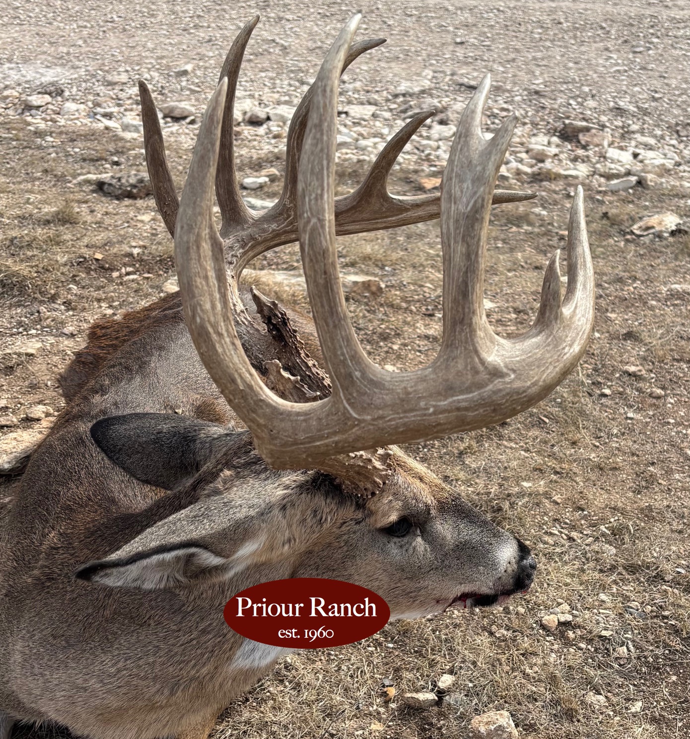 Hunting Information – Welcome to The Priour Hunting Ranch